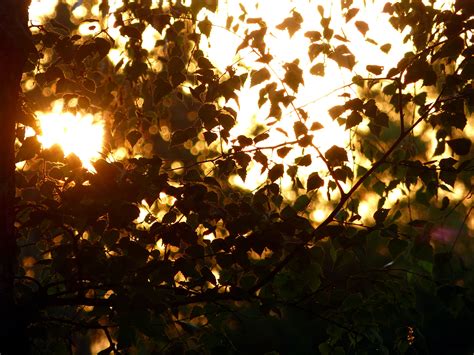 Free Images Tree Branch Light Sky Sun Sunrise Sunlight Morning