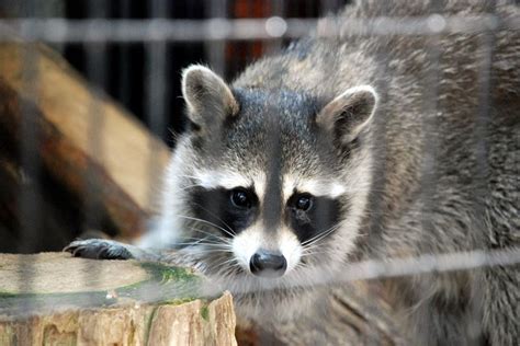 川崎市夢見ヶ崎動物公園 アライグマ食肉目 アライグマ科 写真No yumemigasaki 1399