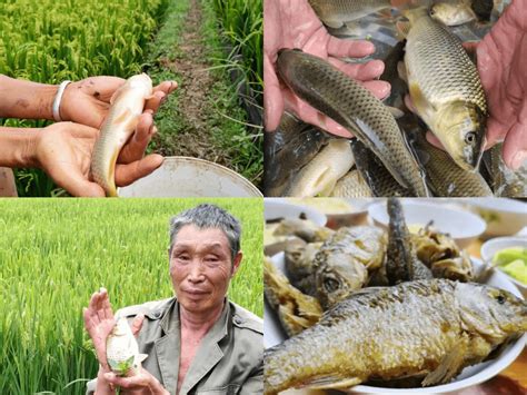 富民打造“一村一品” 擘画乡村振兴蓝图种植产业化模式
