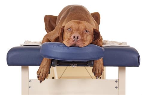 Why Your Dog Needs Vitamin B6 - My Pet Nutritionist