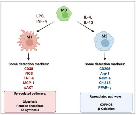 Macrophage Morphology