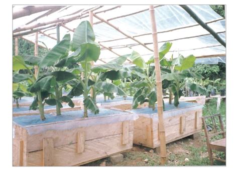 A Moisture Controlled Set Up To Determine The Effect Of Soil Moisture Download Scientific