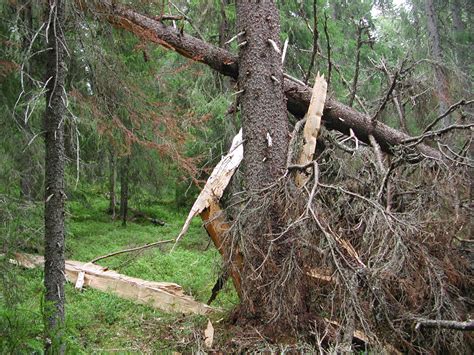 Forest Industry To Increase Decayed Wood Systematically For Example