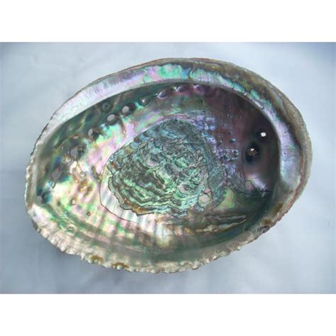 Nautical Iridescent Abalone Shell Chairish