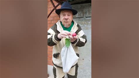 ПЕРСИК ЩАВЕЛЬ РАКУШКА Youtube