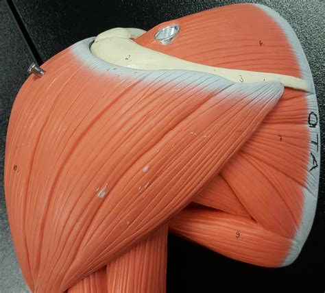 Muscles Ch 12 Upper Limb Model Pic 1 Diagram Quizlet