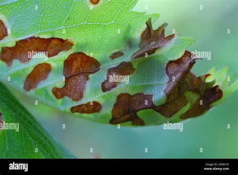 Symptoms Of Shot Hole Disease In Stone Fruits Prunus Spp Cherries