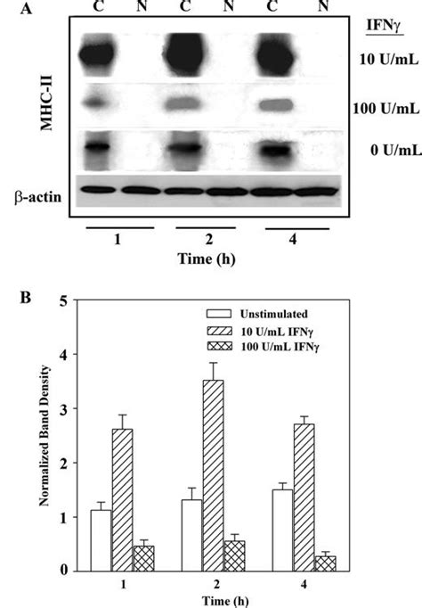 Down Regulation Of Mhc Ii In Mesenchymal Stem Cells At High Ifn γ Can