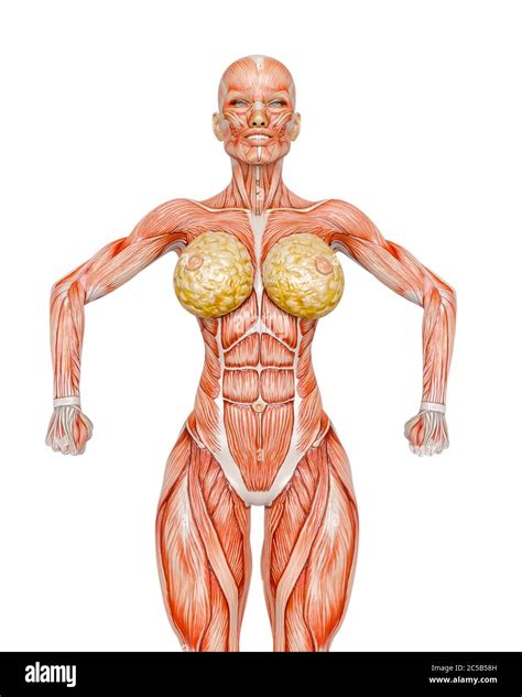 Female Bodybuilding In Muscle Maps Is Doing A Bodybuilder Pose Four In