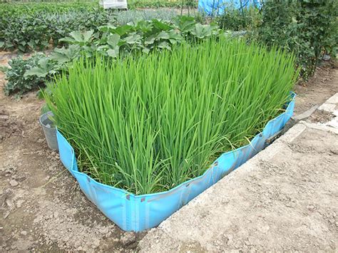 畝用シートで野菜作り 北信帆布