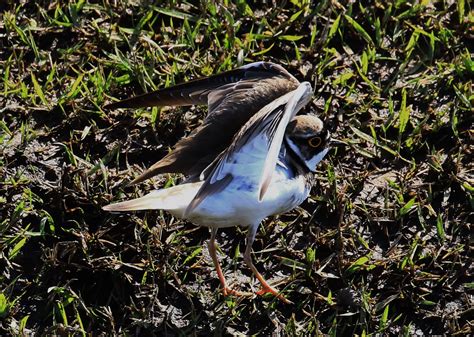 コチドリ 2021 04 19 日本の野鳥識別図鑑
