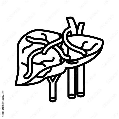 Portal Vein Iconportal Vein Icon In Vector Stock Vector Adobe Stock