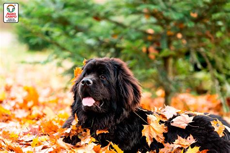 Perro Terranova. Origen, características, salud y cuidados. - Blog ...