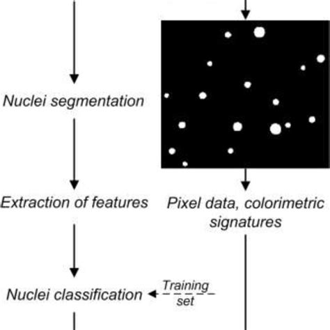 Pap Smear Image Analysis Workflow Main Steps Involve Segmentation Of