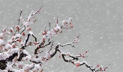 梅花花语梅花的象征与内涵 花植网