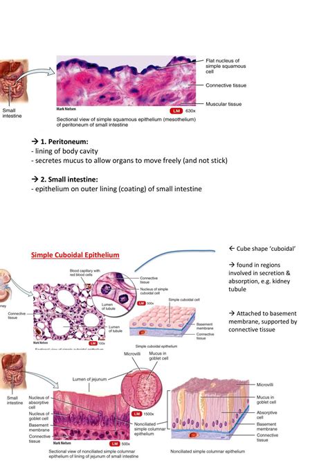 hubs1403 biomedical science part 1 first 16 lecture notes hubs1403