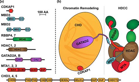 Figure 1 From The Methyl Cpg Binding Domain 2 And 3 Proteins And