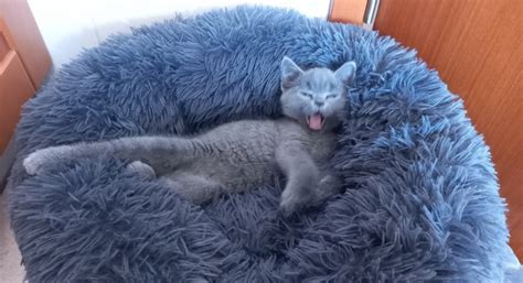 Sami Acreditar Sempre Não Ao Pif Ppl