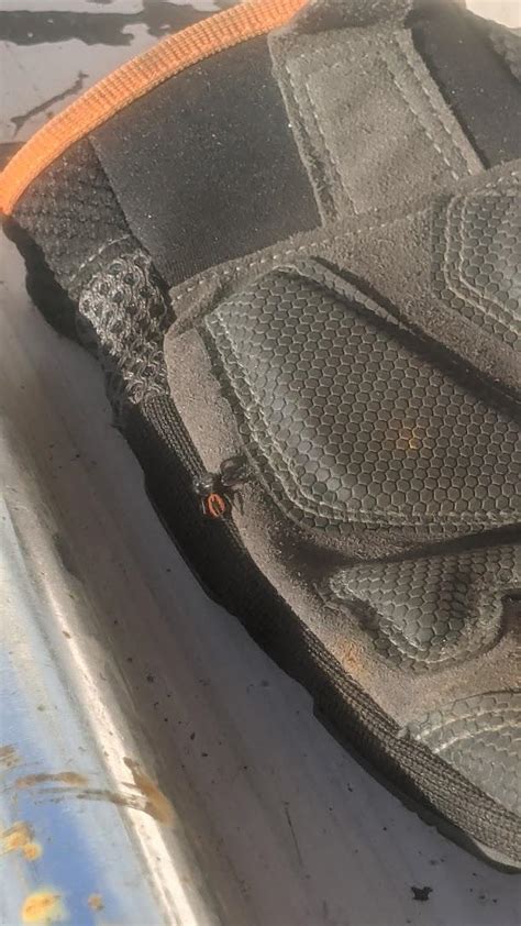 Lil Bro Matches The Color Of My Gloves Rspiderbro
