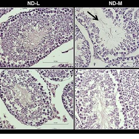 Representative Photomicrographs Of Testis Sections Stained With