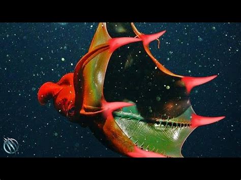 Vampire Squid From Hell