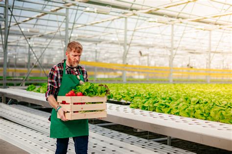 야채 의 상자를 들고 남자 양상추 온실에서 일하는 남성 농부 25 29세에 대한 스톡 사진 및 기타 이미지 25 29세 40 49세 45 49세 Istock