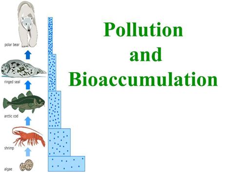 Understanding Bioaccumulation In Organisms