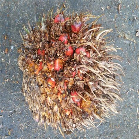 Sawit Lagi Classification Dataset By Skripsi