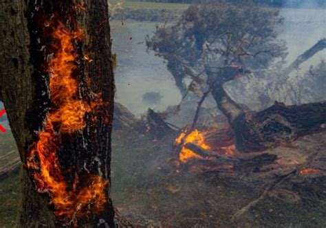 Se Perdieron Más De 5000 Hectáreas De Bosque Nativo Por Incendios En