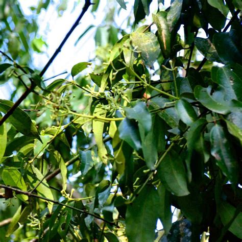 Clove Bud Organic Essential Oil Oshadhi Essential Oils
