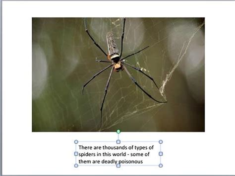 Resize Text Boxes Accurately On A Slide In Powerpoint 2011 For Mac