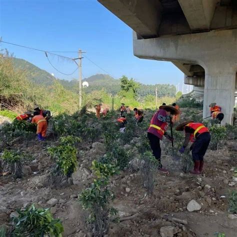 漳路养护创新桥下空间治理方式开展绿化种植 公路 龙海 许林