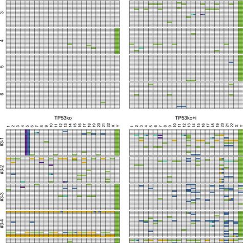 Tp53 Loss Leads To Extensive Karyotype Heterogeneity Chromosome