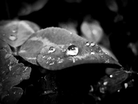 Raindrop In Black And White By Chibi Risu On Deviantart