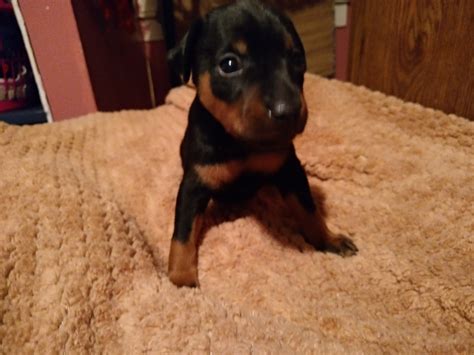 Miniature Pinscher Puppies For Sale Three Rivers Mi 455622