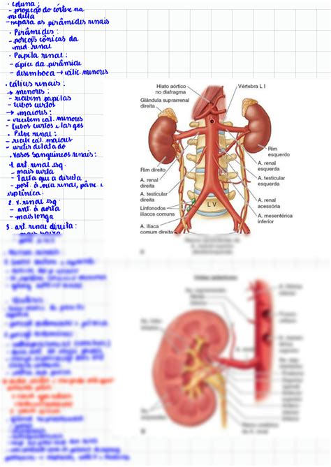 SOLUTION: Anatomia dos rins - Studypool