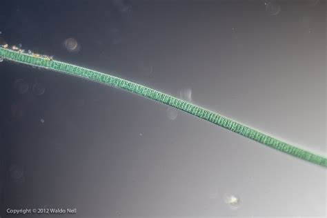 Please Help Me Id This Algae Fish Forum