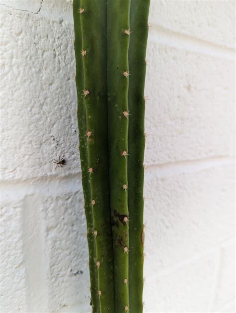 Insects Attacking My Sp Rsanpedrocactus