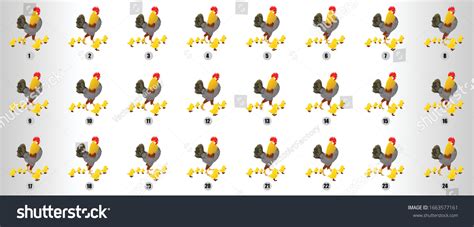 Hen Walk Cycle Animation Sequence Loop 库存矢量图（免版税）1663577161 Shutterstock
