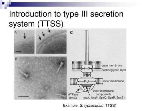 Ppt Sigma Factors Transcriptional Regulation Of P Syringae Ttss