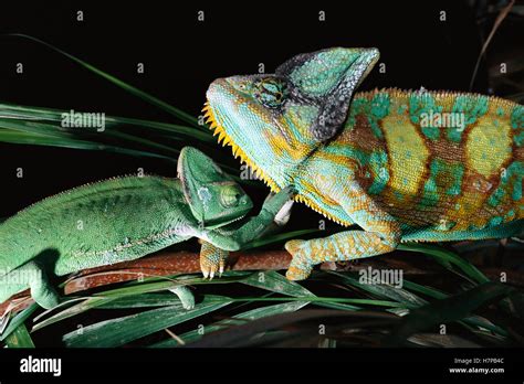 Old World Chameleons Male And Female Preparing To Mate Africa Stock