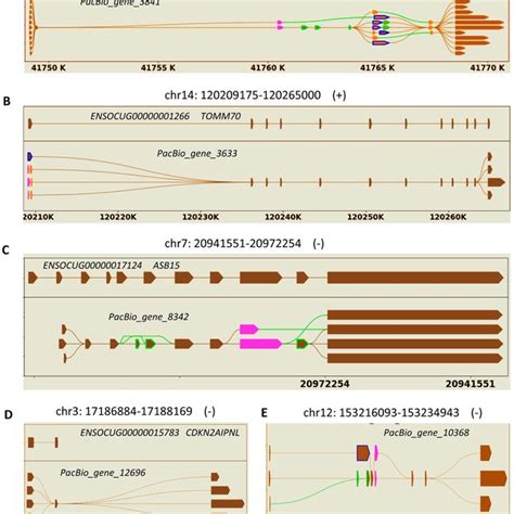 Pdf A Transcriptome Atlas Of Rabbit Revealed By Pacbio Single Molecule Long Read Sequencing