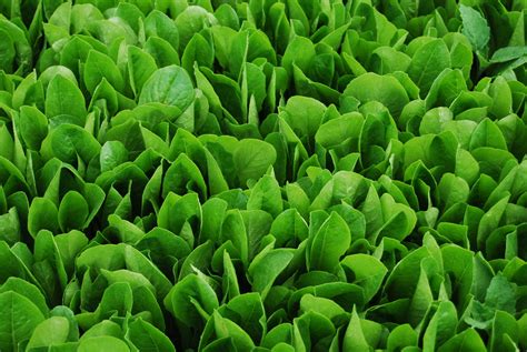 The Psychology Of Foodborne Pathogen Testing Western Growers