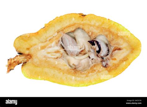 Inside Of A Cocoa Pod Theobroma Cacao This Is The Fruit Of The Cocoa