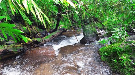Sleep Peacefully With Soothing Sounds Of A Gentle Stream And Mossy