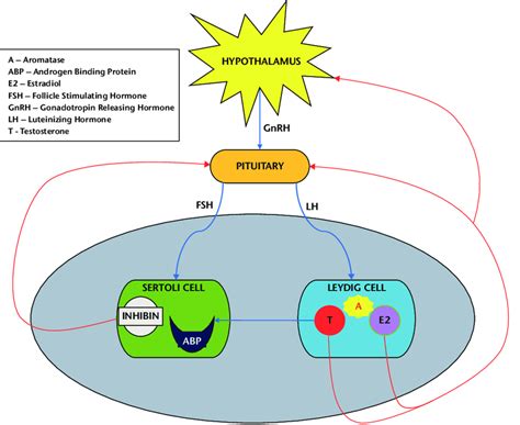 Representation Of Hypothalamus Pituitary Gonadal Axis Download