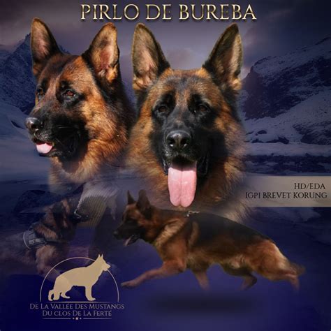 Actualit Elevage De La Vallee Des Mustangs Eleveur De Chiens Berger Allemand