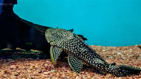 Peixe Cascudo em Aquários Guia Completo