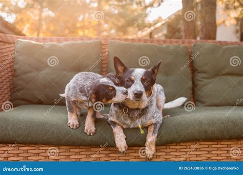 Australian Cattle Dog Puppy And Adult Dog Outdoor Red Heeler And Blue