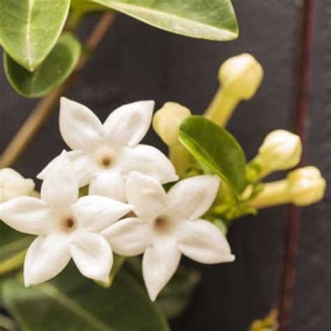 Jasmin De Madagascar Jardiland